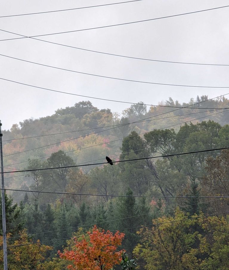 Wood Wide Log | Home